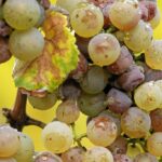 2015 Sauternes, Barsac, Sweet Bordeaux Wine Report