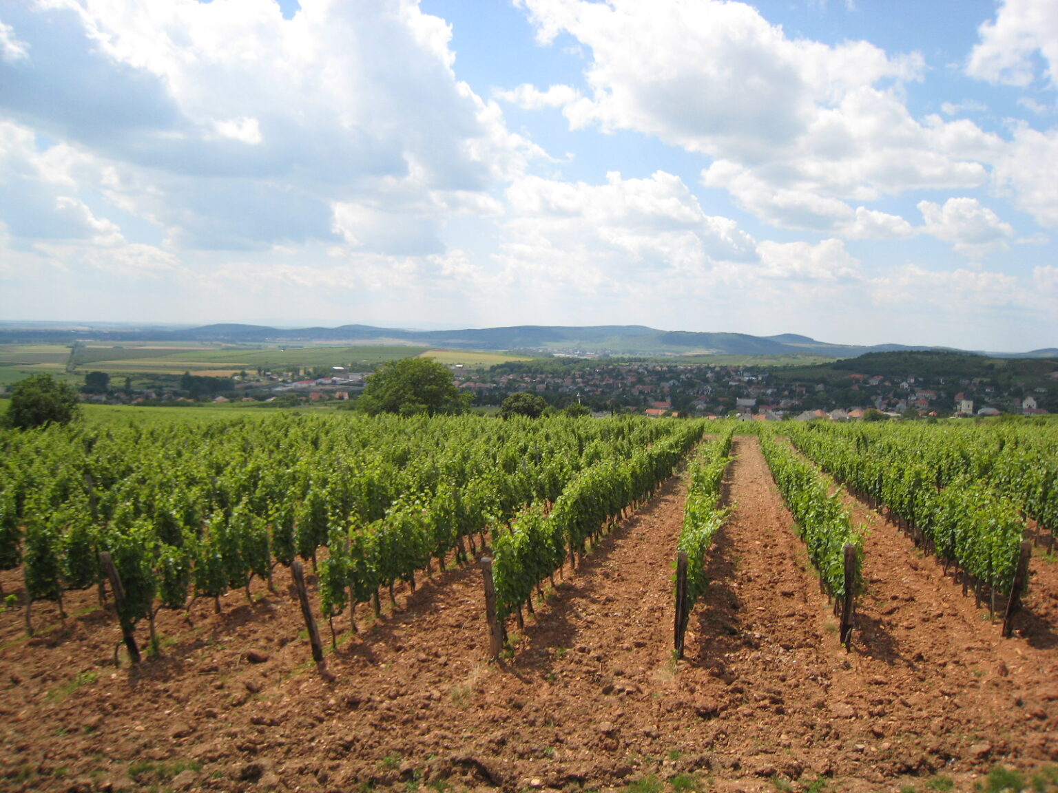 Tokaji Wine, The National Treasure of Hungary for Centuries