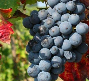 Mourvedre Wine Grape, Flavor, Character History Wine Food Pairing Tips