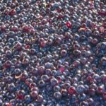 Wine Grape Guide Flavor Character Food Pairing Tips for Red White Wine