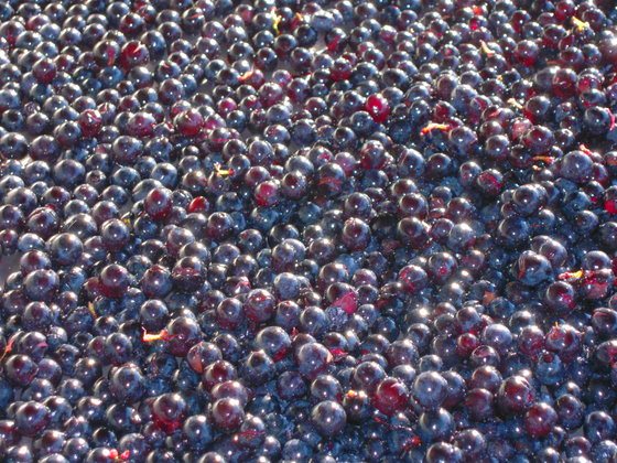 Petit Verdot Grapes, Flavor, Character, History, Wine Food Pairing