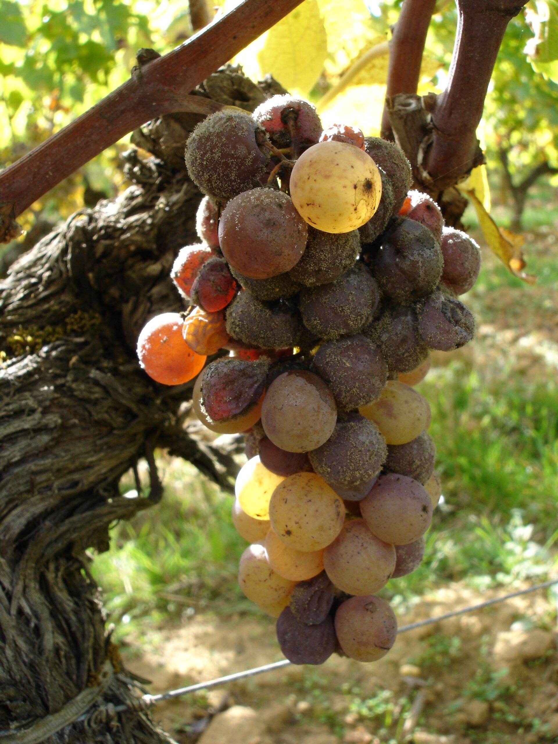 Learn about Chateau Doisy Dubroca Sauternes, Complete Guide