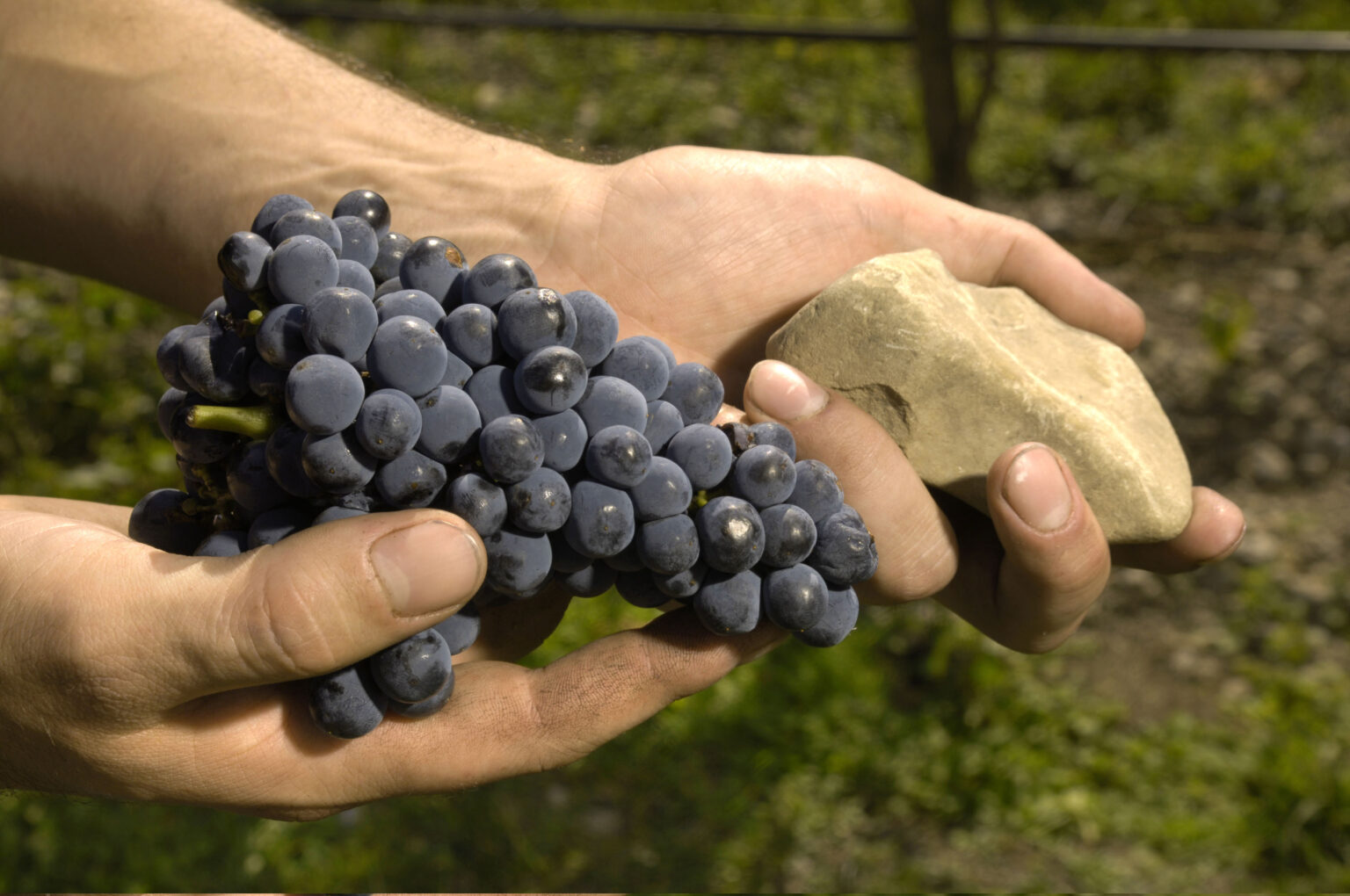 St. Laurent, Austria’s Rare, Red, Wine Grape Treasure