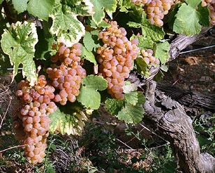 Bourboulenc Wine Grapes, Flavor, Character, History, Wine Food Pairing