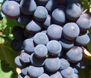 Counoise Wine Grapes, Flavor, Character, History, Wine Food Pairing