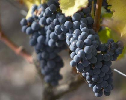 Counoise Wine Grapes, Flavor, Character, History, Wine Food Pairing