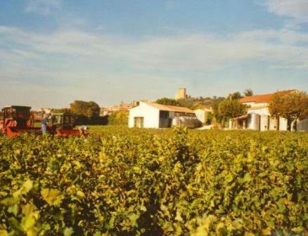 Learn about Jean-Pierre Boisson Domaine du Pere Caboche Chateauneuf
