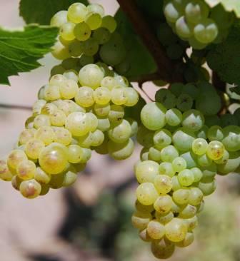 Picardan Wine Grape, Flavor Character History Wine Food Pairing Tips