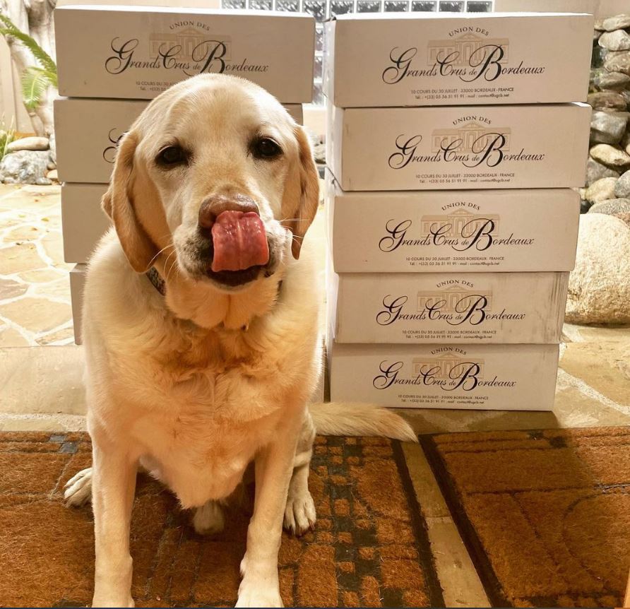 2020 Bordeaux, Complete Guide to all the Best 900 Wines Tasted, Rated